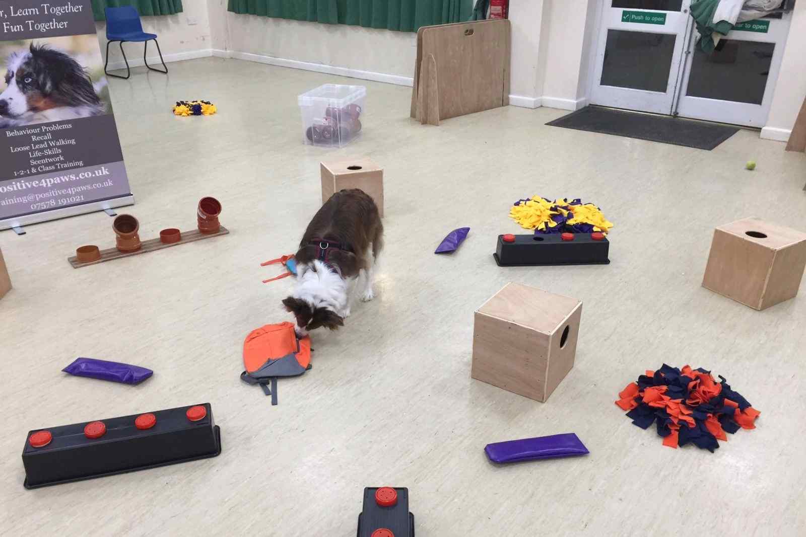 Scent Detection Dog Training in Waterlooville | Positive 4 Paws Dog ...